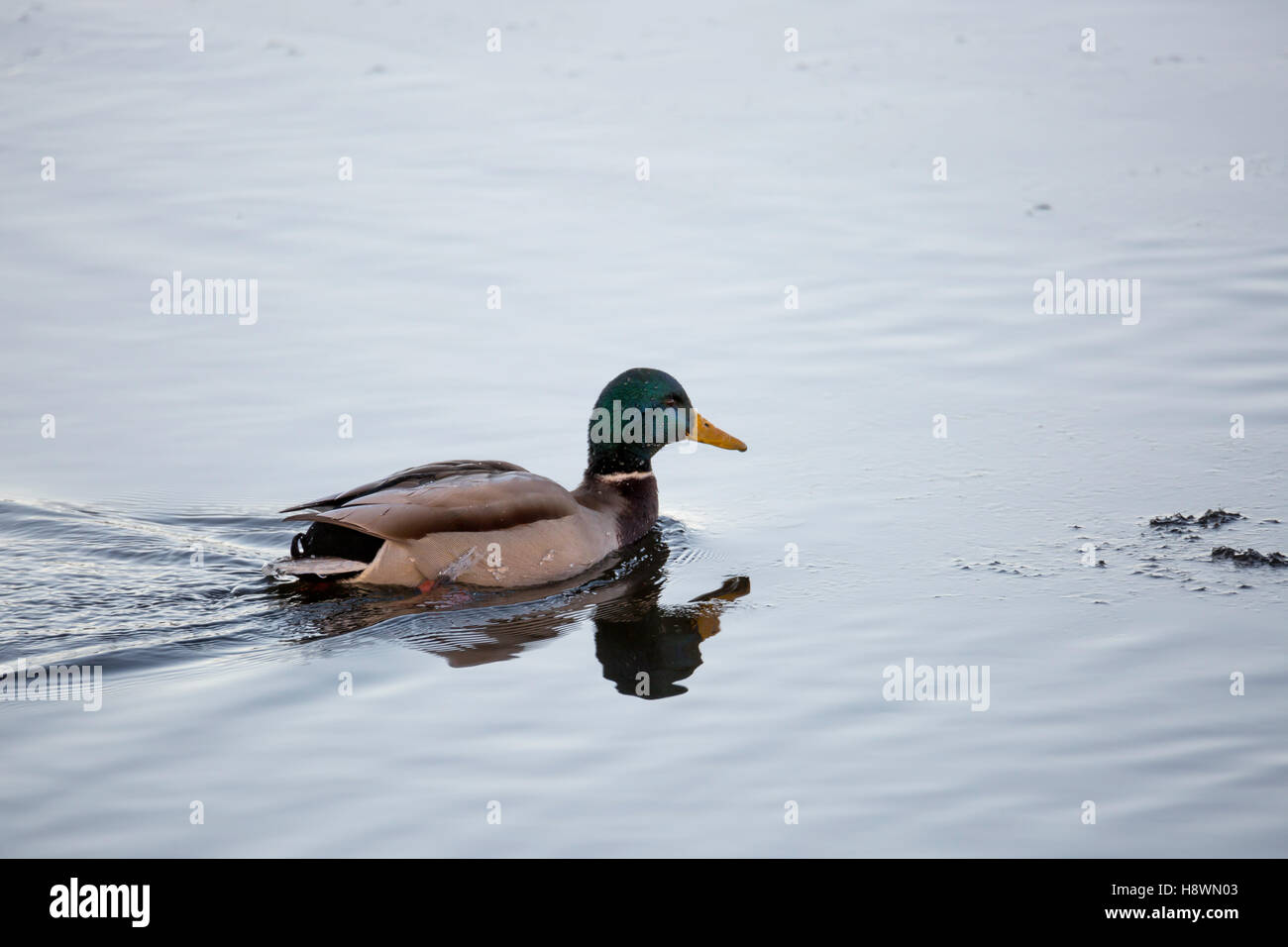 Mallard Male (Bird) Close Up in Water Stock Photo - Alamy
