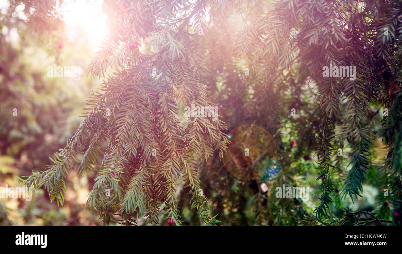 Sunny fir tree forest hi-res stock photography and images - Alamy
