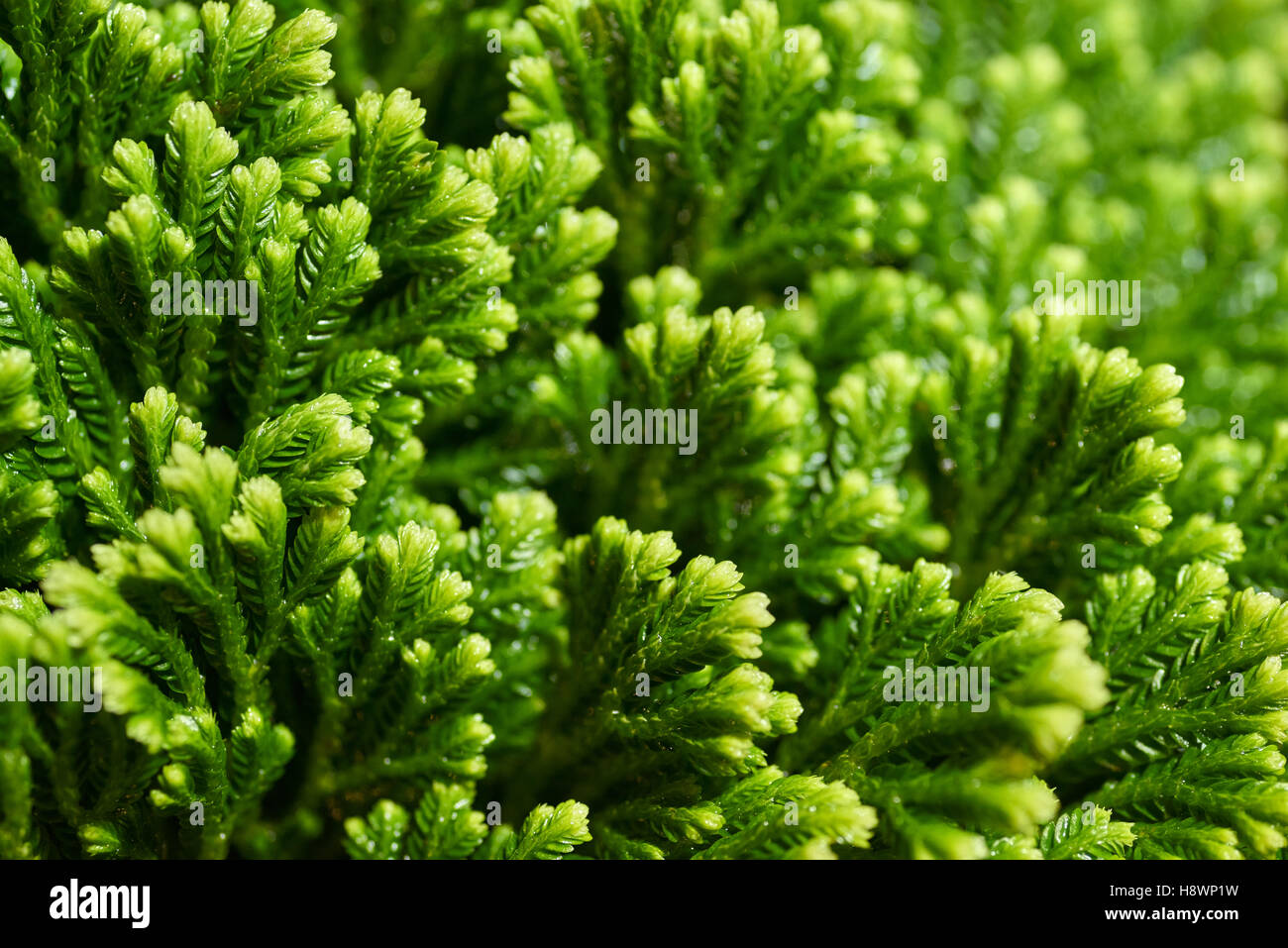 Nice textures hi-res stock photography and images - Alamy