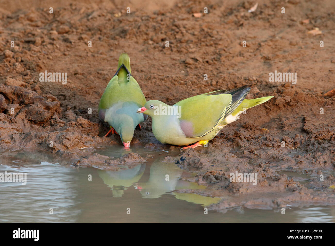 African green pigeons (Treron calva) drinking at the waterhole, South ...