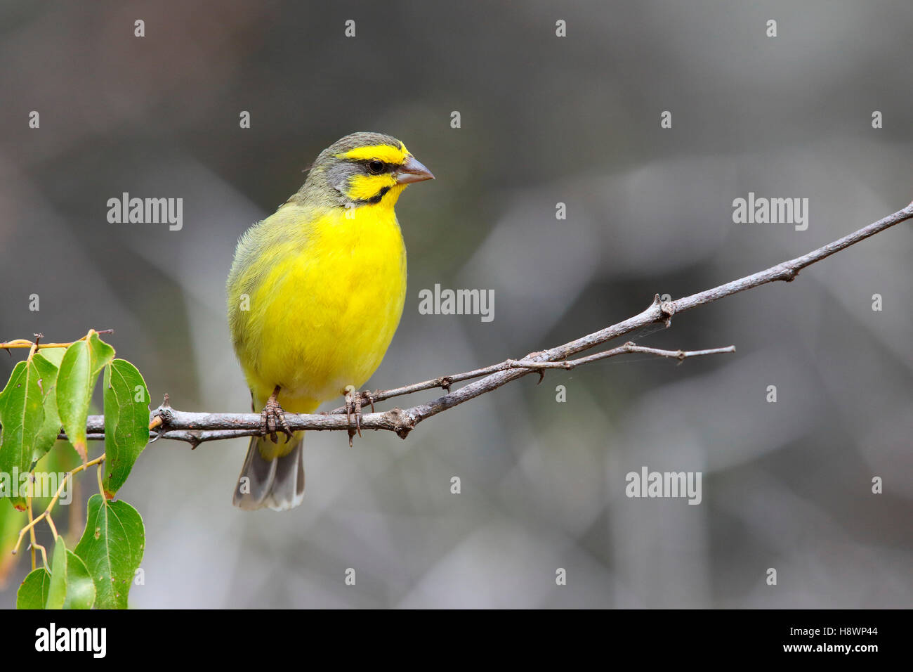 Yellow fronted canary serinus mozambicus hi-res stock photography and ...