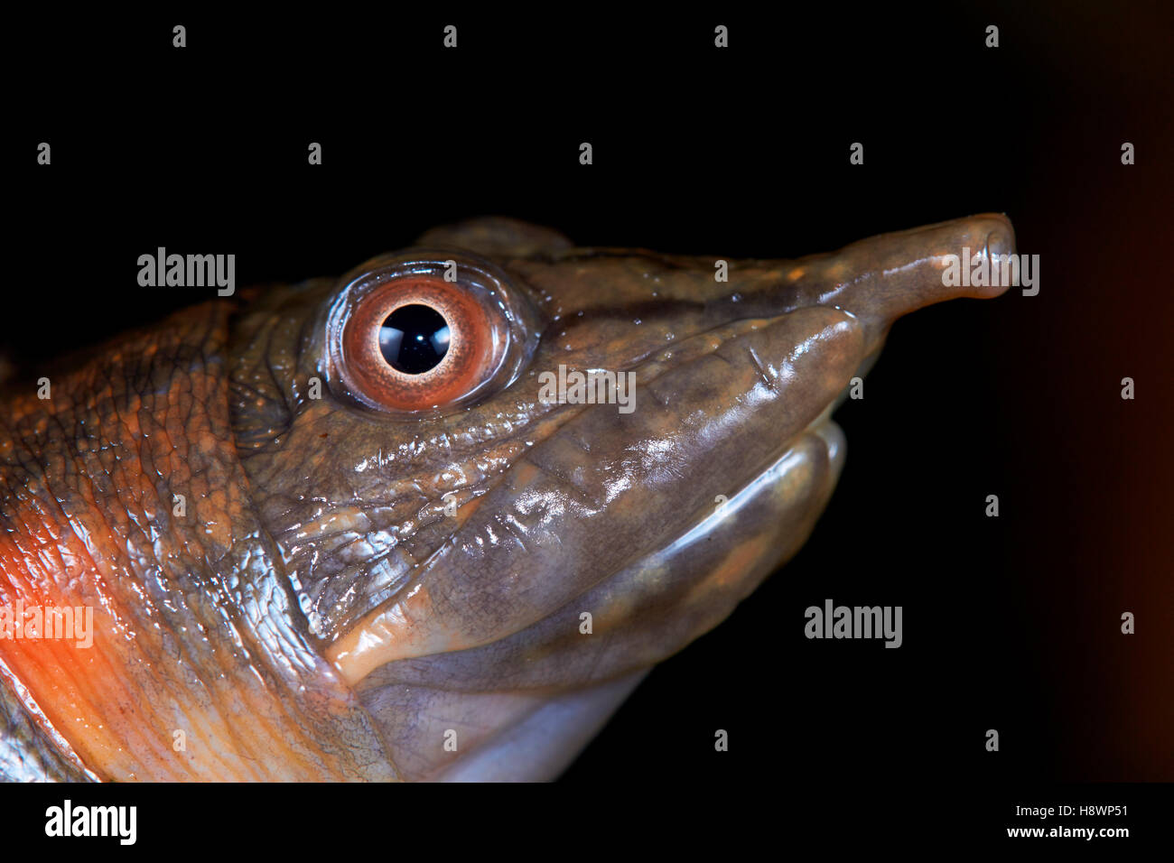 Portrait of Malayan softshell turtle (Dogania subplana). Borneo ...
