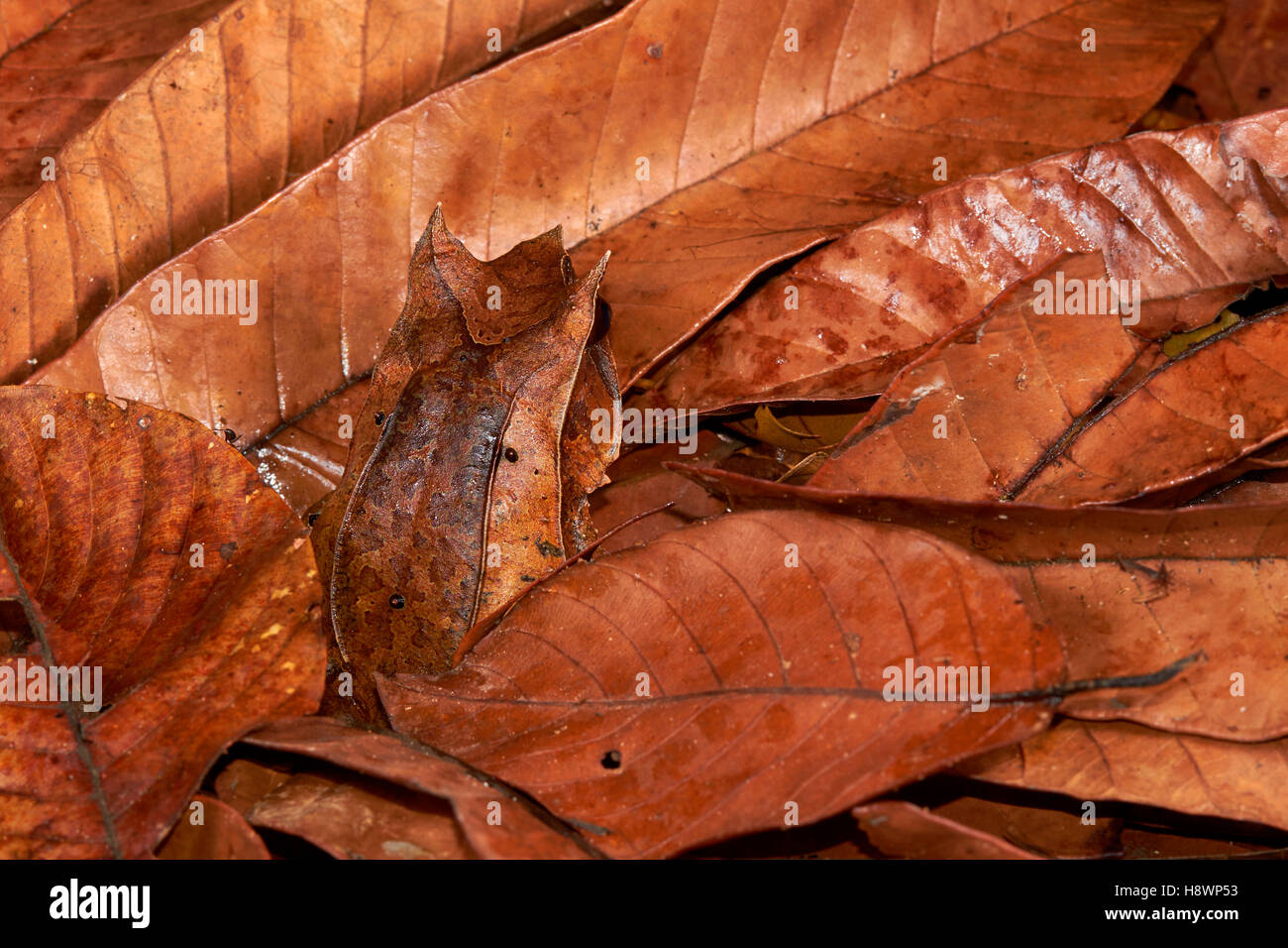Malayan horned frog (Megophrys nasuta). Borneo. Malaysia. kubah ...