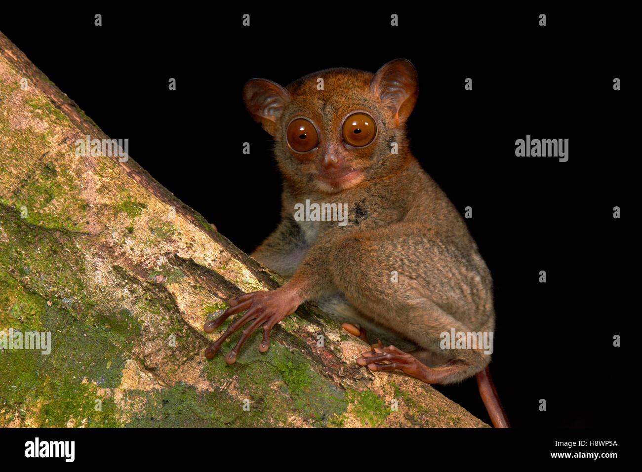 The rare and insectivorous primate of Borneo: Horsfield's tarsier ...