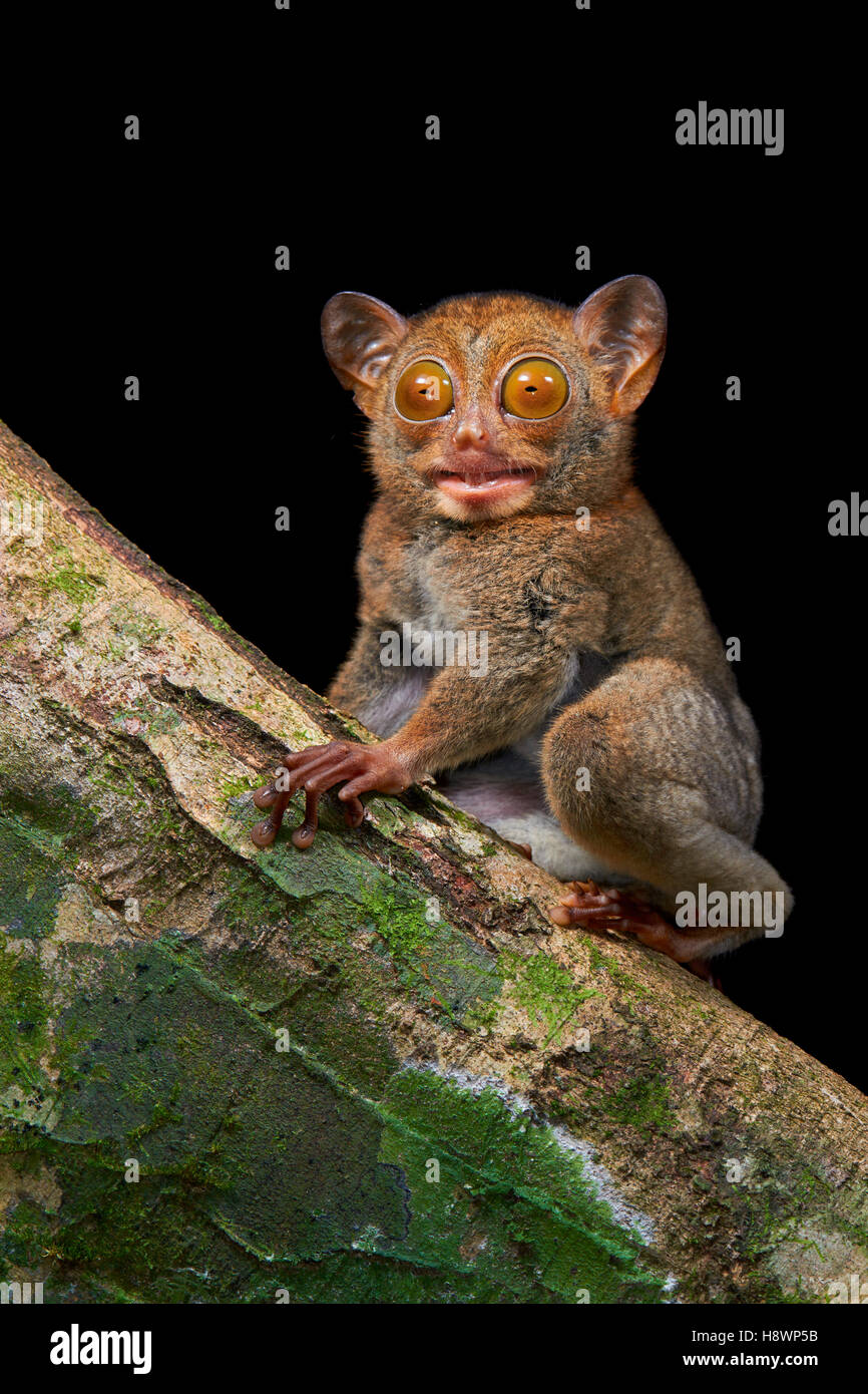 Horsfields tarsier in borneo hi-res stock photography and images - Alamy