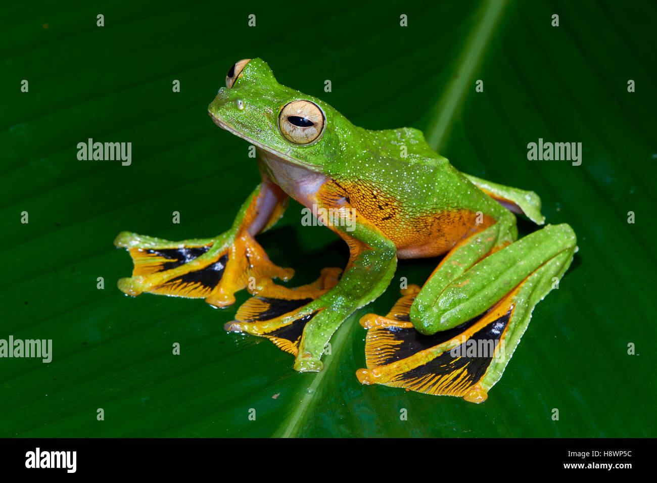 Flying Frog