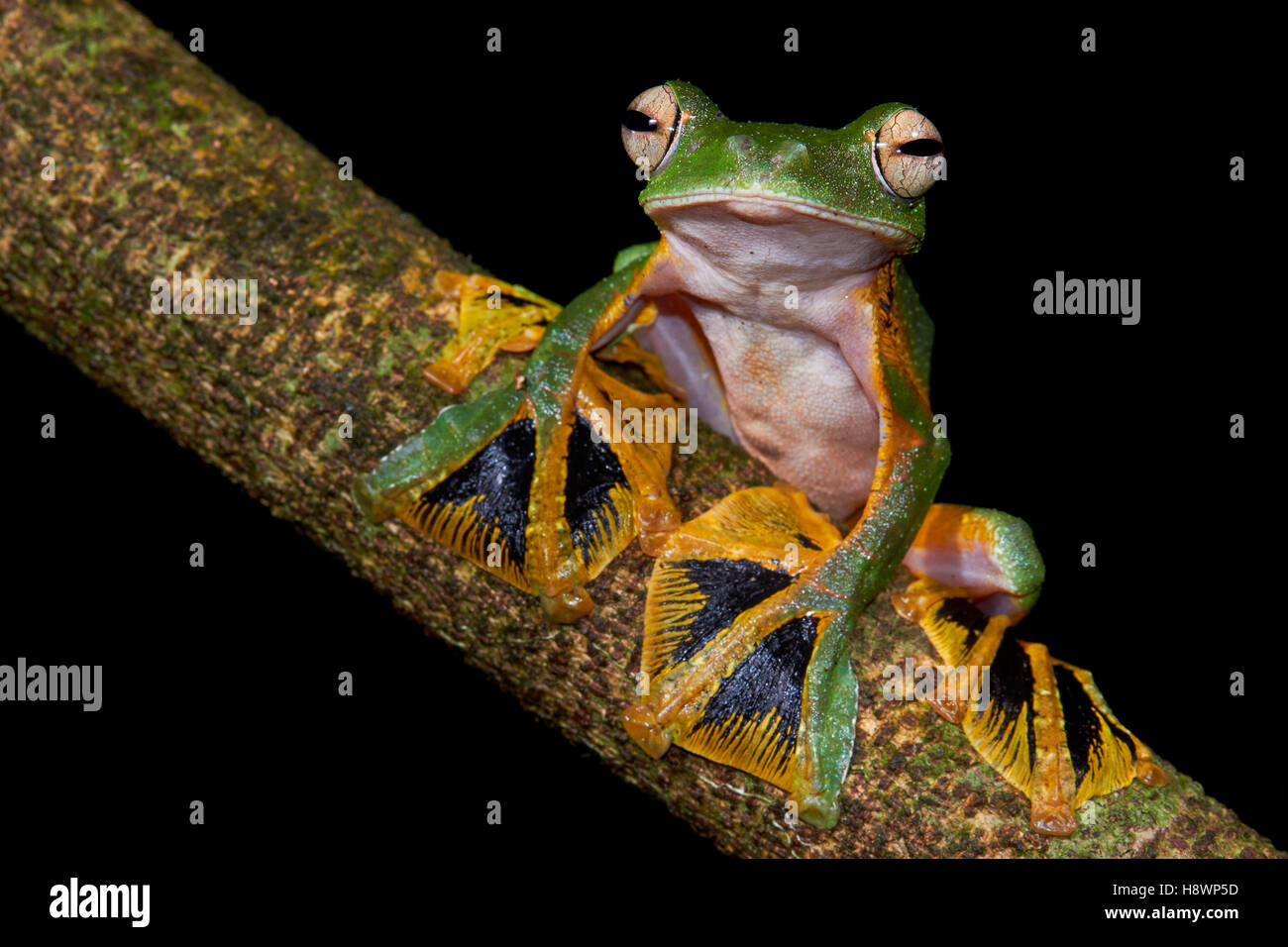 Wallace's flying tree frog (Rhacophorus nigropalmatus) on a branch ...