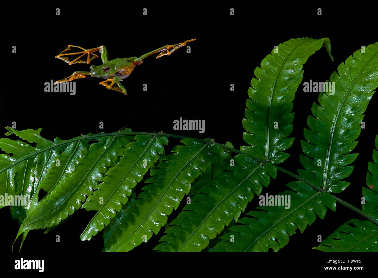 Wallace's flying tree frog (Rhacophorus nigropalmatus). Borneo ...