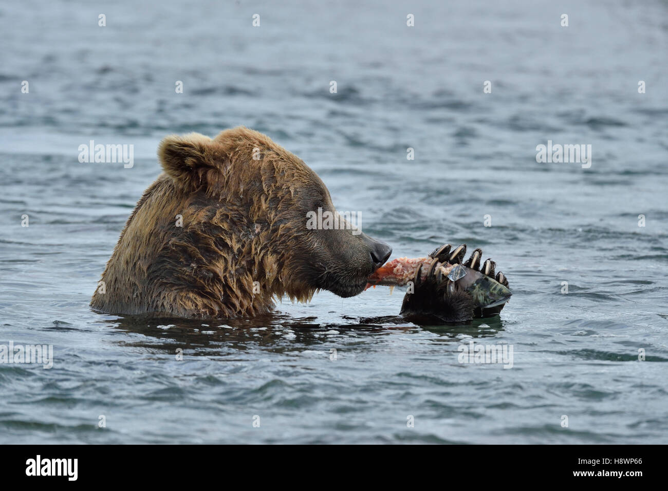 Grizzly (Ursus arctos horribilis) eating a salmon, junction of Moraine ...