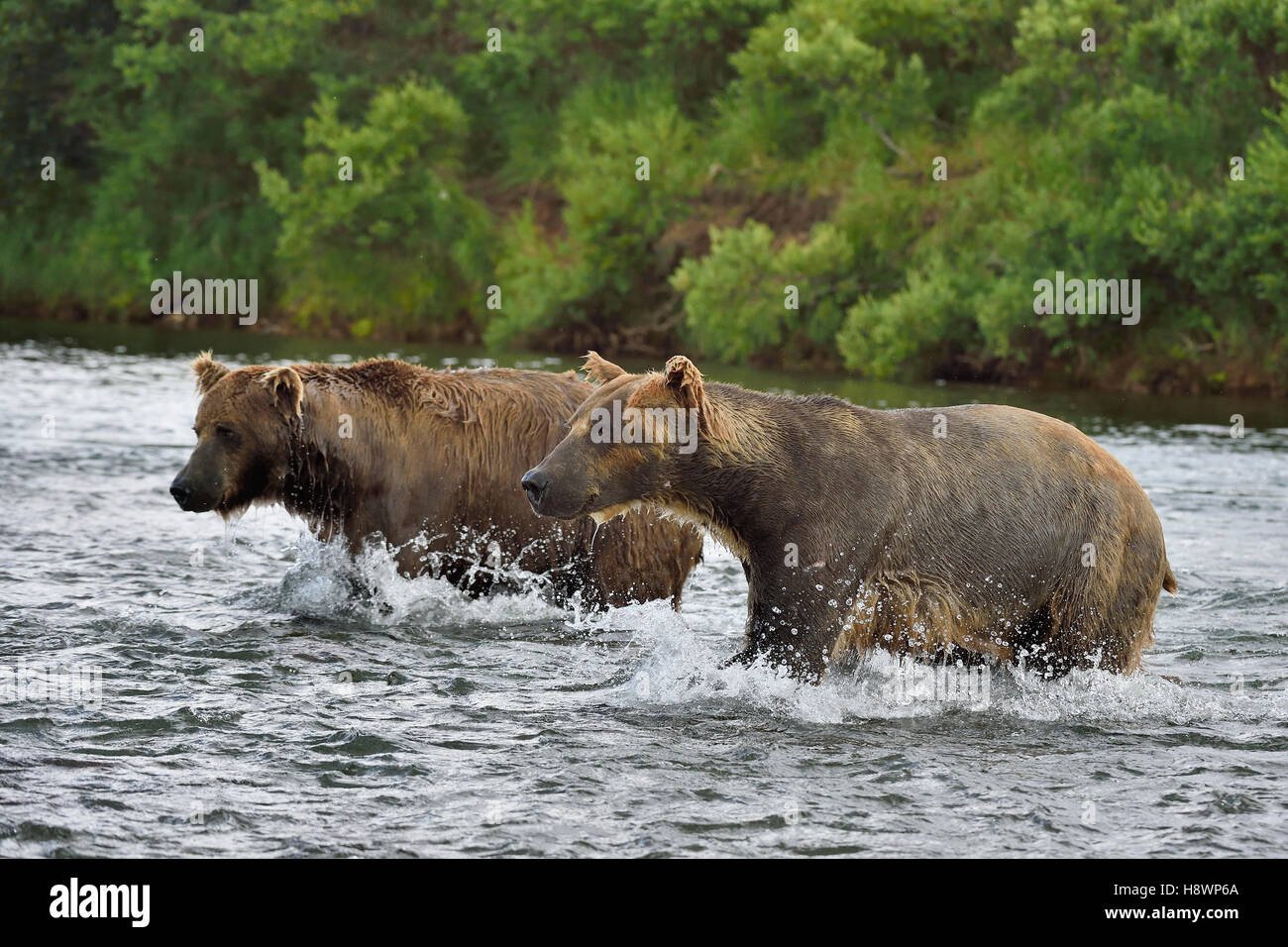 Grizzly (Ursus arctos horribilis ) fishing , Junction Moraine-Funnel ...