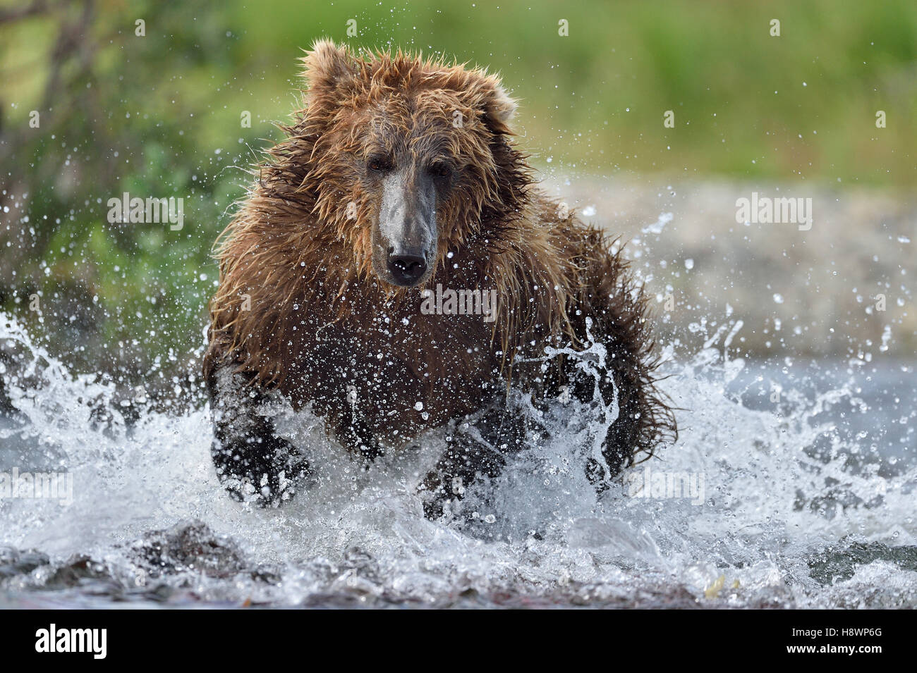 Grizzly (Ursus arctos horribilis ) fishing , Junction Moraine-Funnel ...