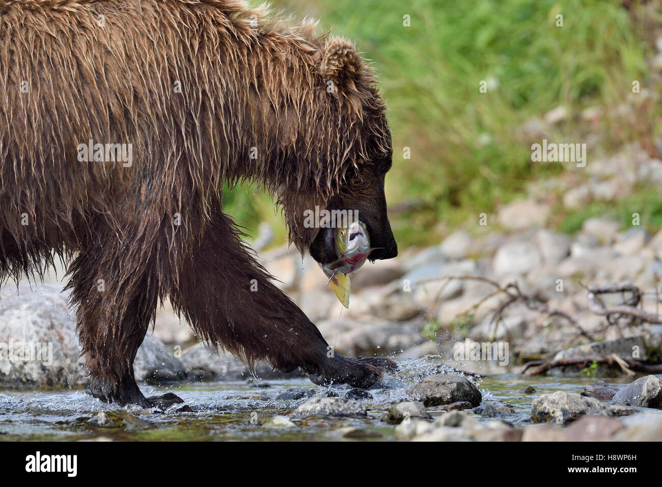 Grizzly (Ursus arctos horribilis) catching a salmon, junction of ...