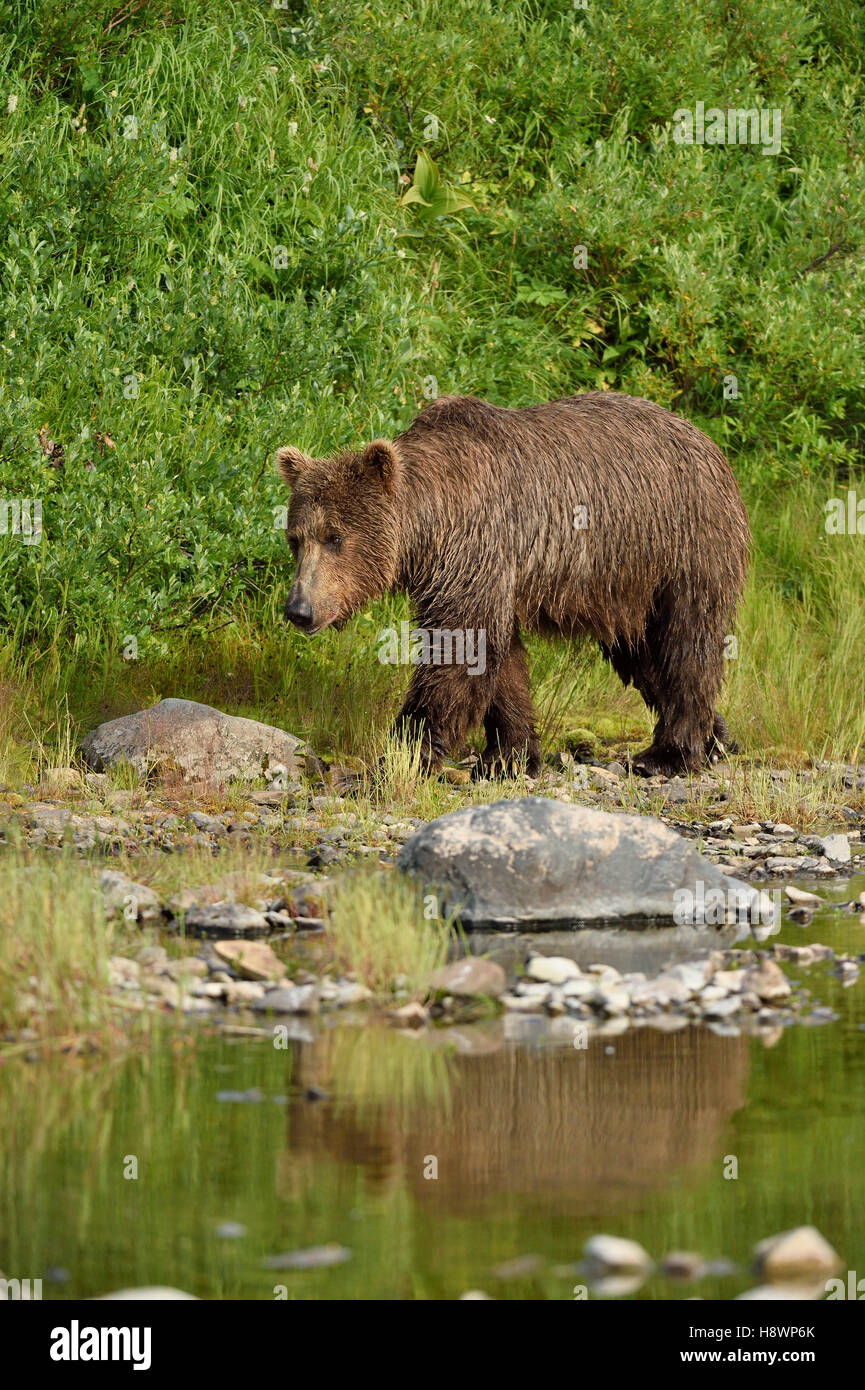 Grizzly (Ursus arctos horribilis ) fishing , Junction Moraine-Funnel ...