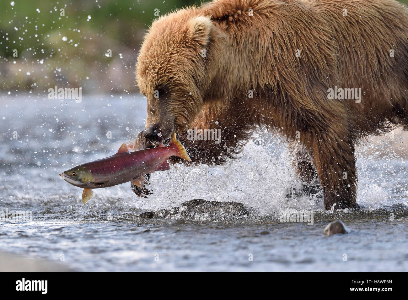 Grizzly (Ursus arctos horribilis) catching a salmon, junction of ...