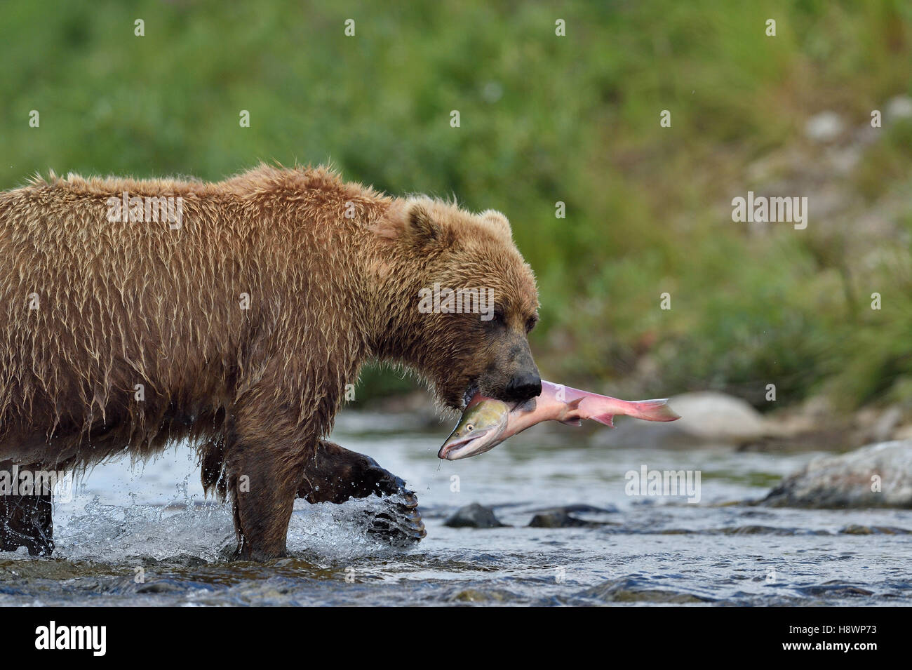 Grizzly (Ursus arctos horribilis) catching a salmon, junction of ...