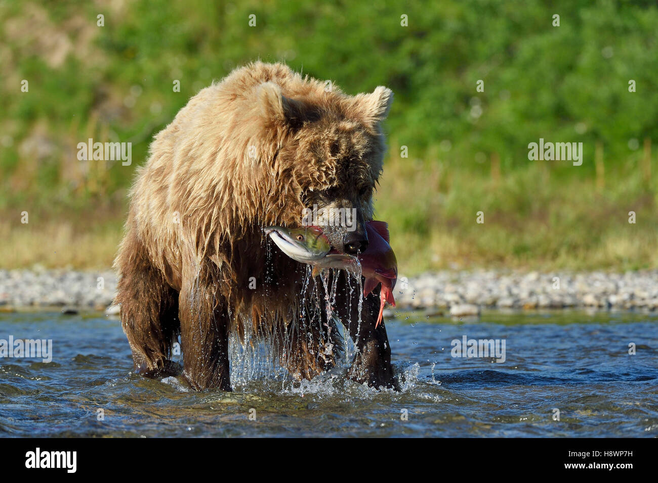 Grizzly (Ursus arctos horribilis) catching a salmon, junction of ...