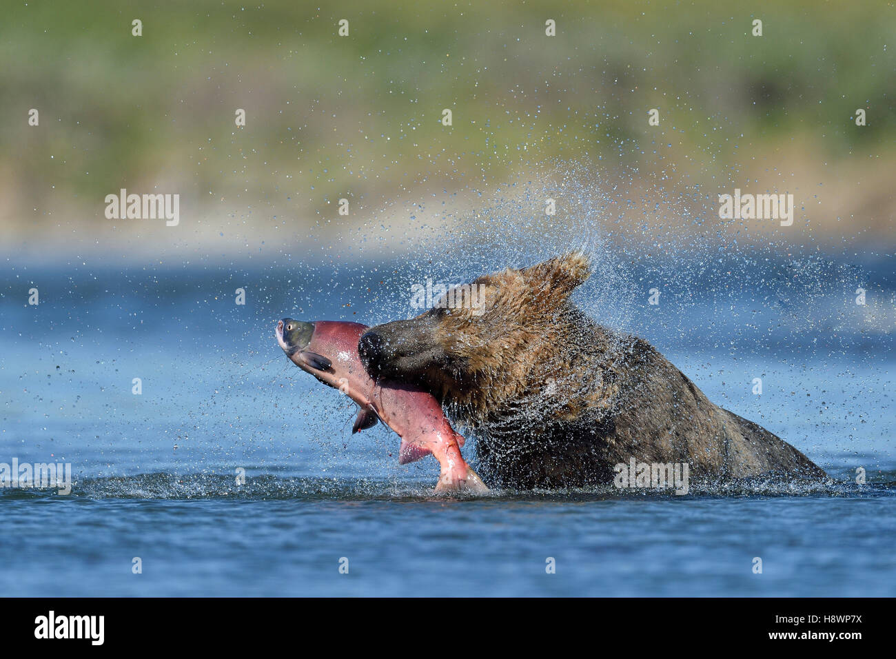 Grizzly (Ursus arctos horribilis) catching a salmon, junction of ...