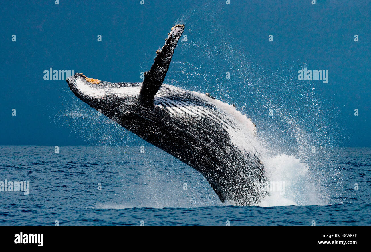 Humpback whale jumps out of the water. Beautiful jump. A rare ...