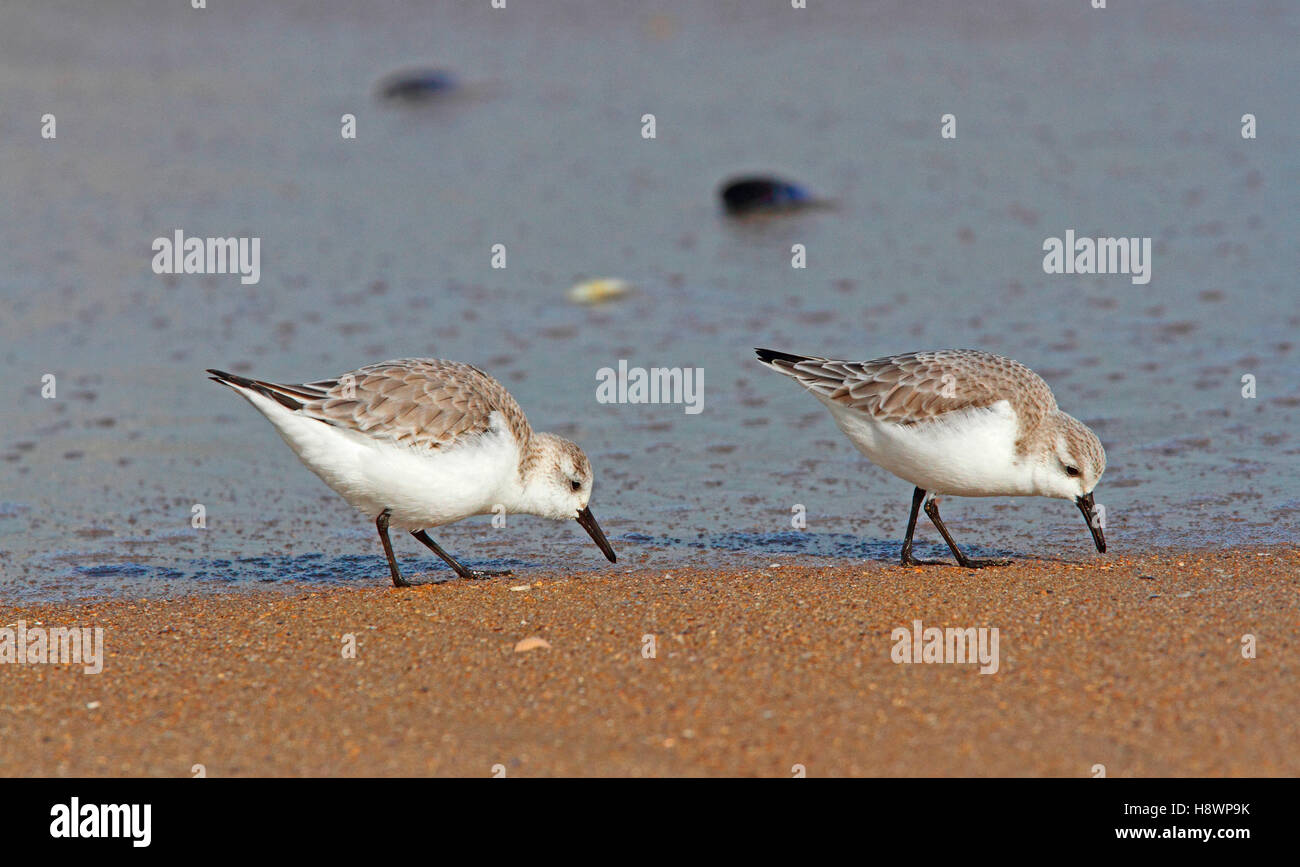Sanderlings (Calidris alba) in search of food on the shore, Normandy ...