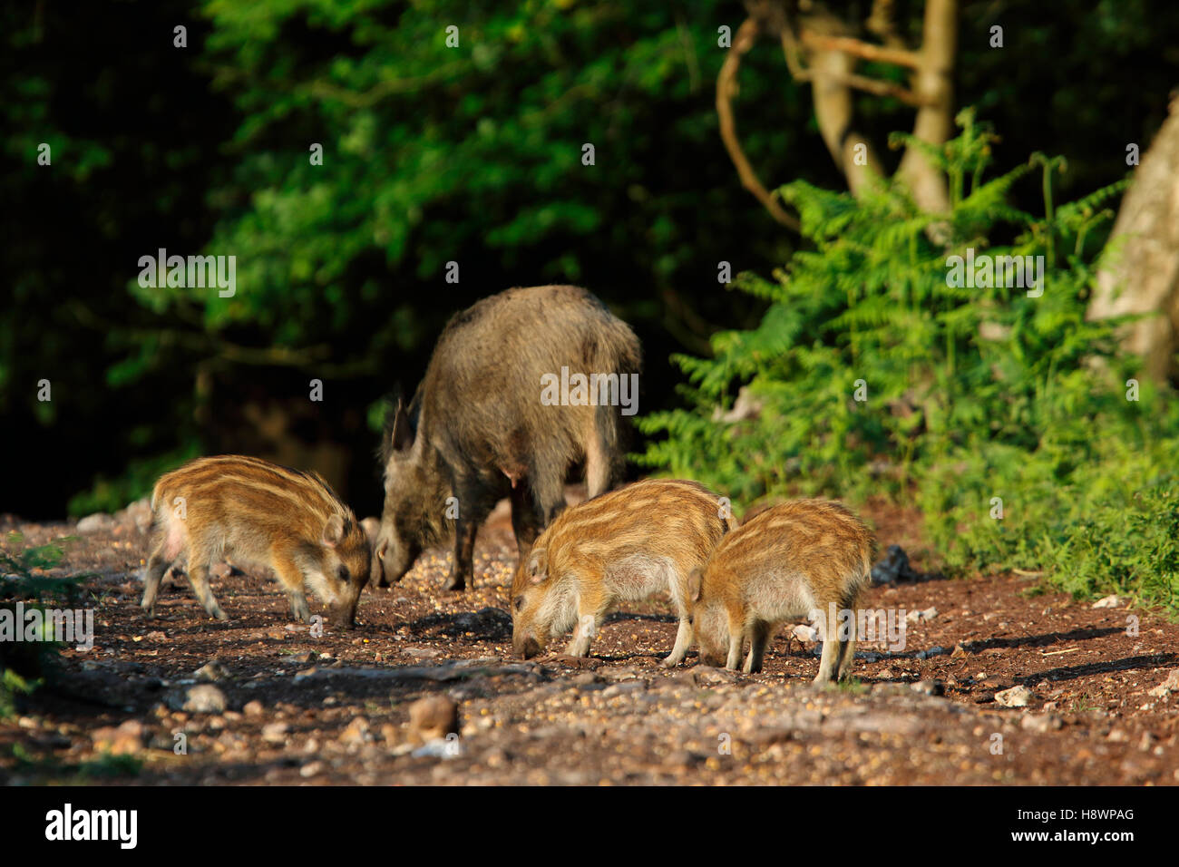 Normandy food family hi-res stock photography and images - Alamy