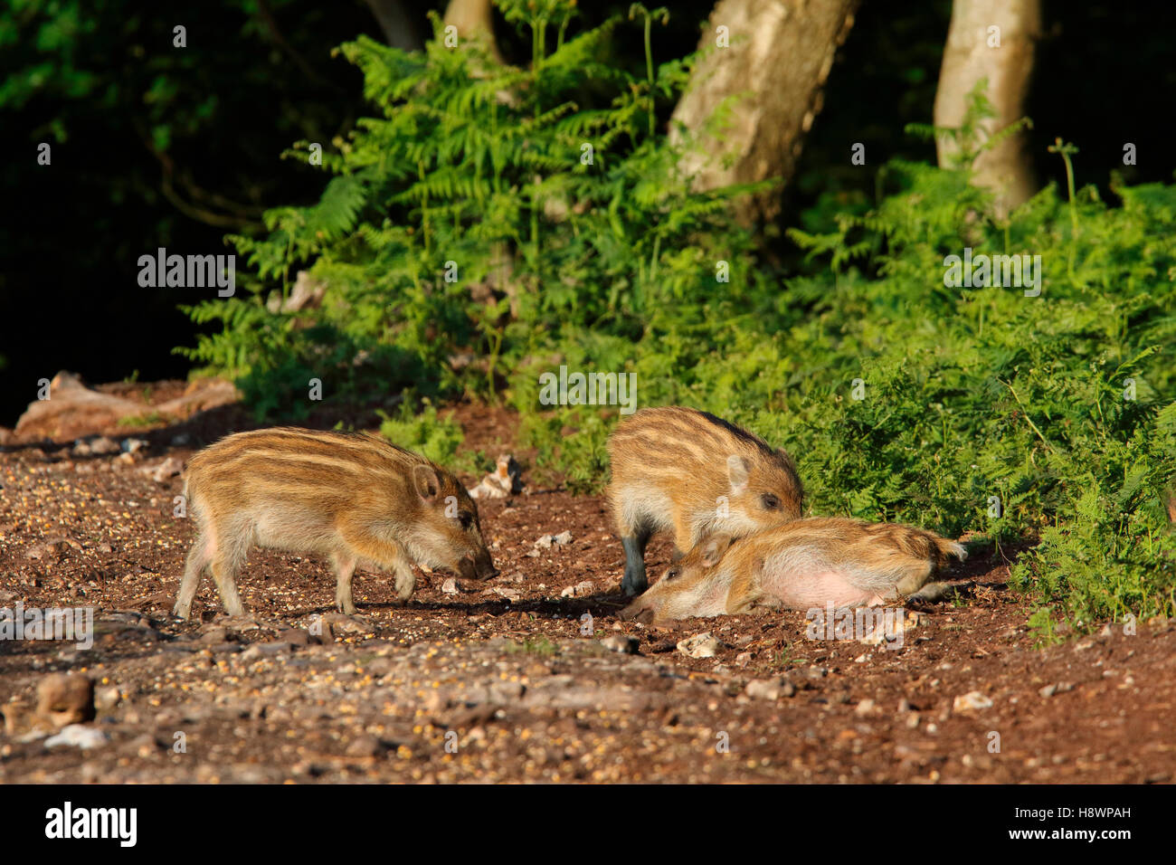 Eurasian wild boar (Sus scrofa) , young , Normandy, France Stock Photo ...