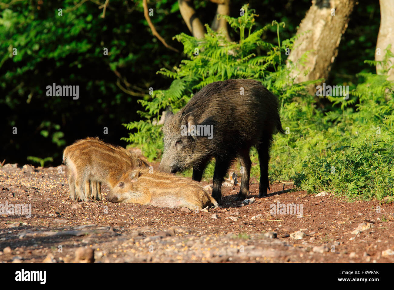 Eurasian wild boar (Sus scrofa) , female and young , Normandy, France ...