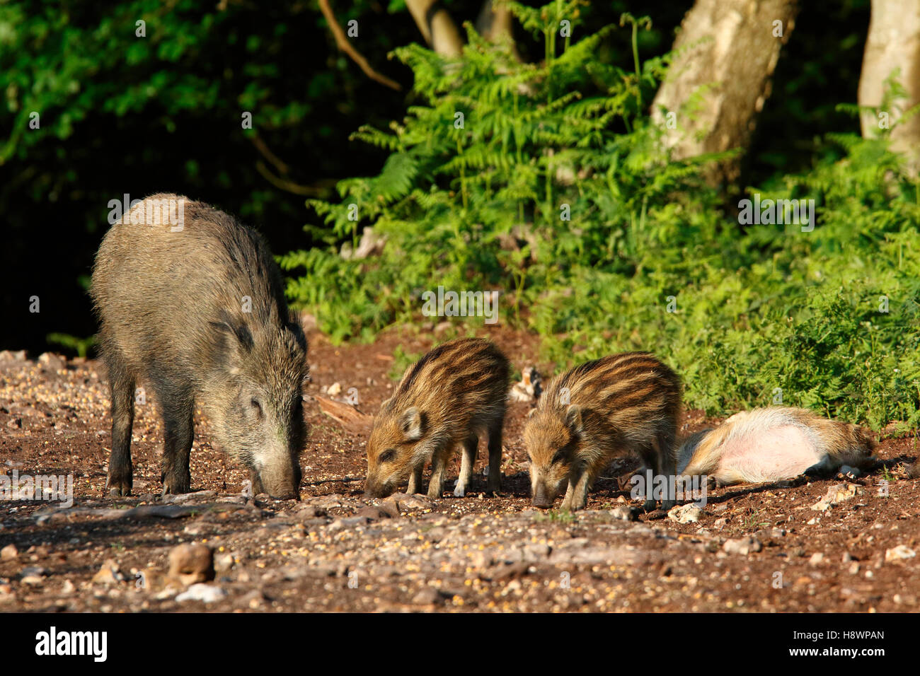 Normandy food family hi-res stock photography and images - Alamy