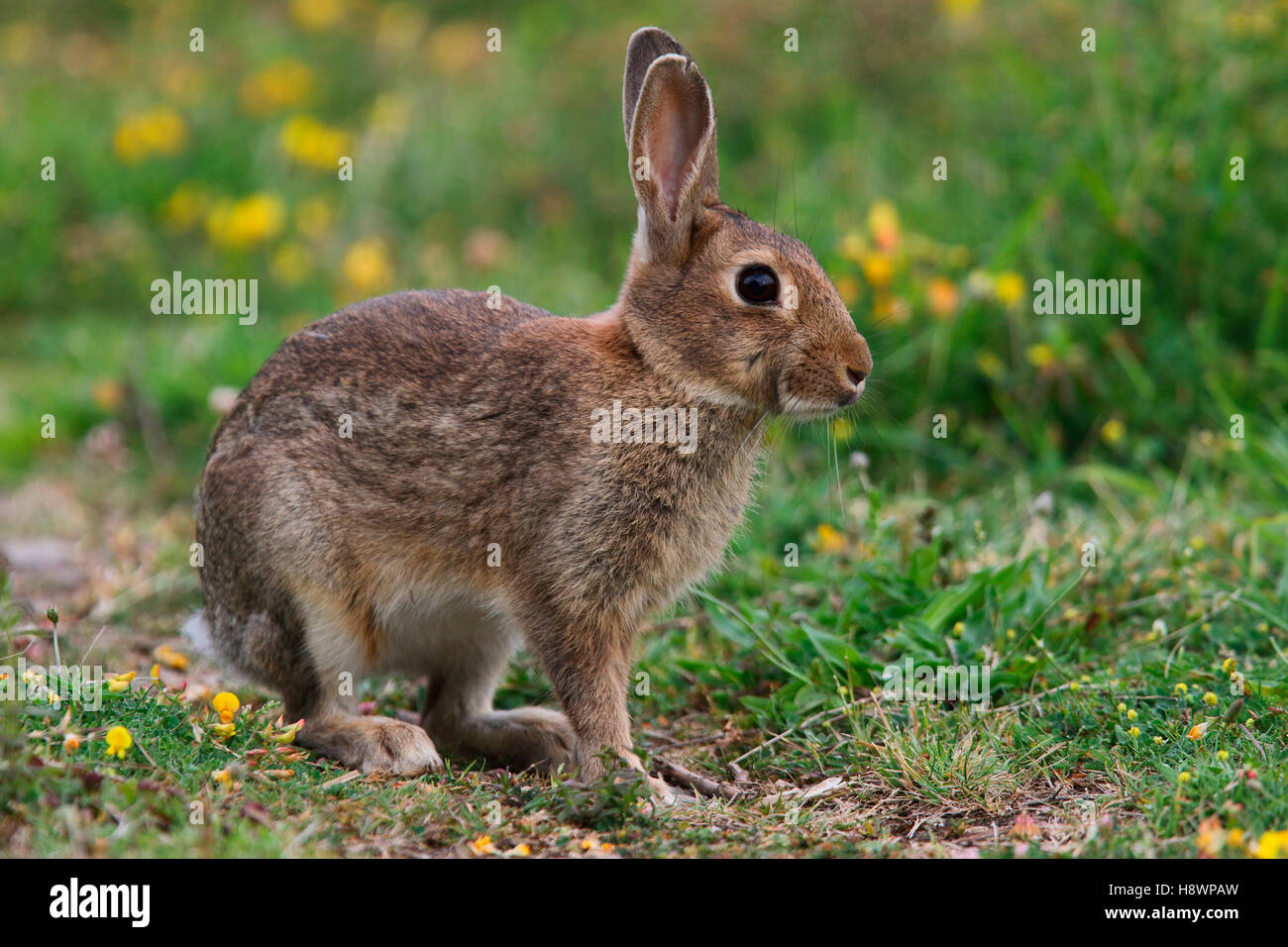 European Rabbit (Oryctolagus cuniculus) on broom grass , Normandy ...