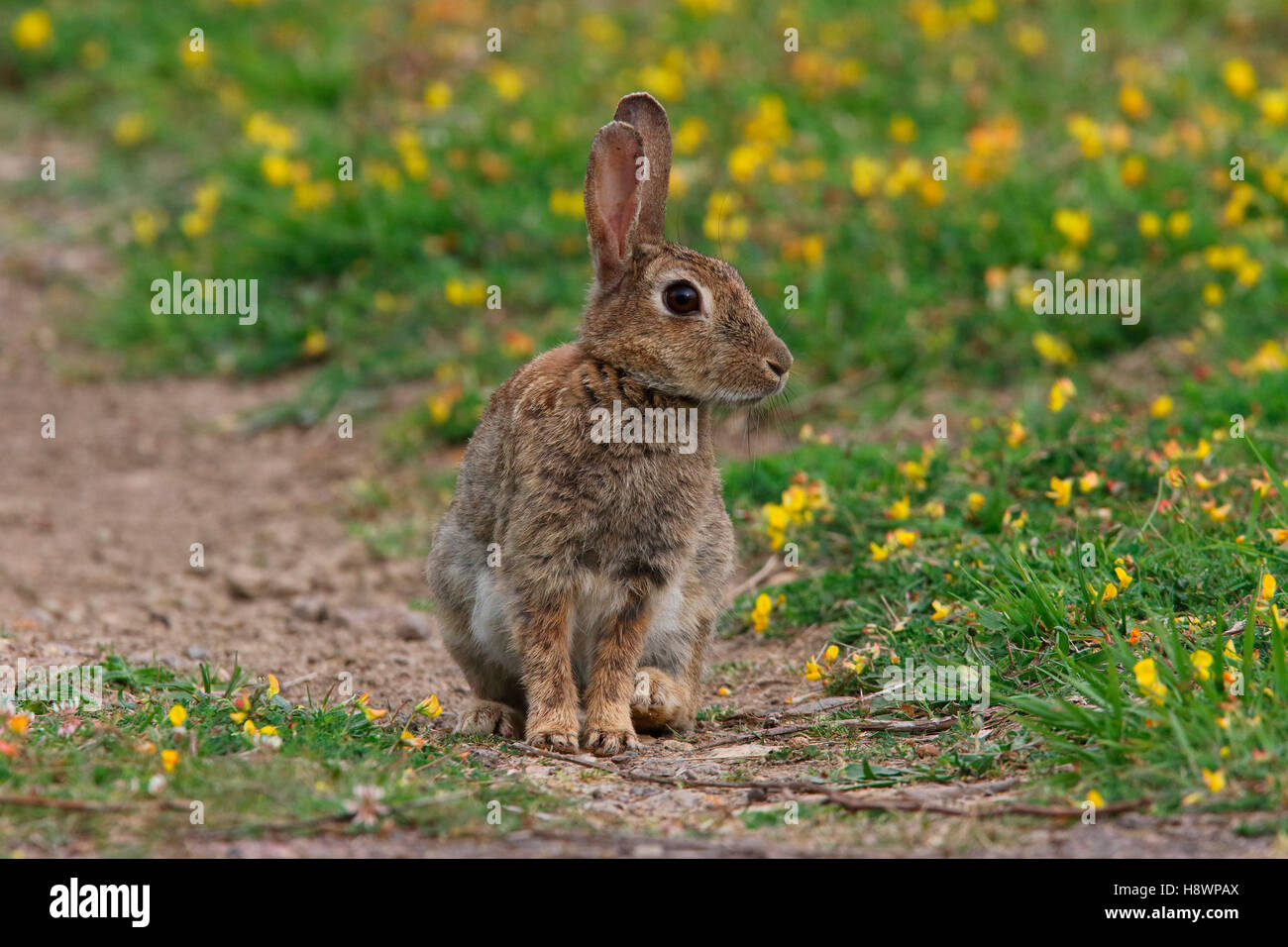 European Rabbit (Oryctolagus cuniculus) on broom grass , Normandy ...