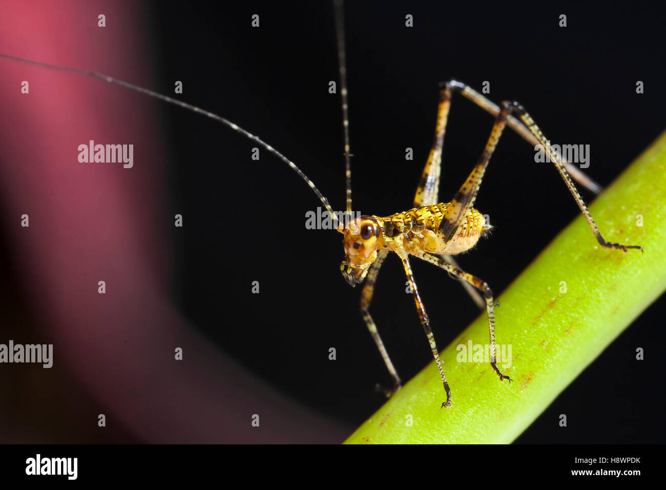 Young Orthoptera on a stem , France Stock Photo - Alamy