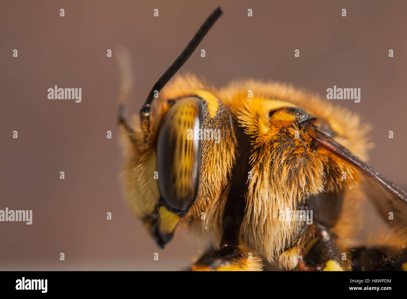 Portrait of Potter Bee (Anthidium florentinum), France Stock Photo - Alamy