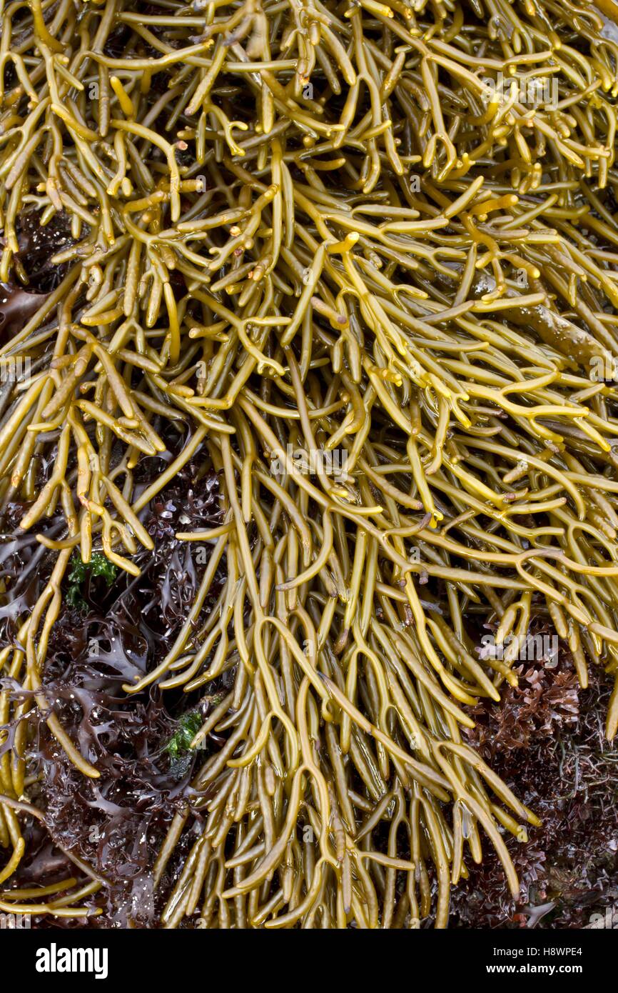 Brown tuning fork weed. Lampaul-Ploudalmézeau, Finistère. France ...