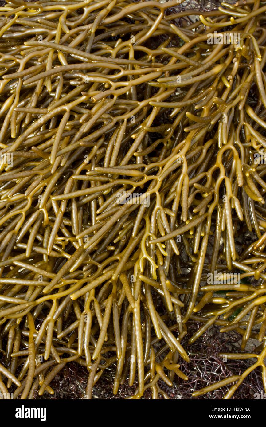 Brown Weed High Resolution Stock Photography and Images - Alamy