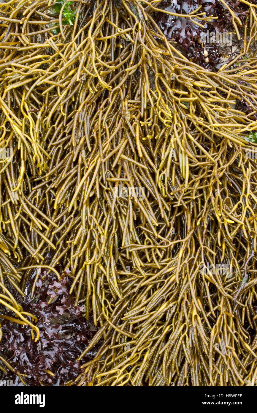 Brown tuning fork weed. Lampaul-Ploudalmézeau, Finistère. France ...