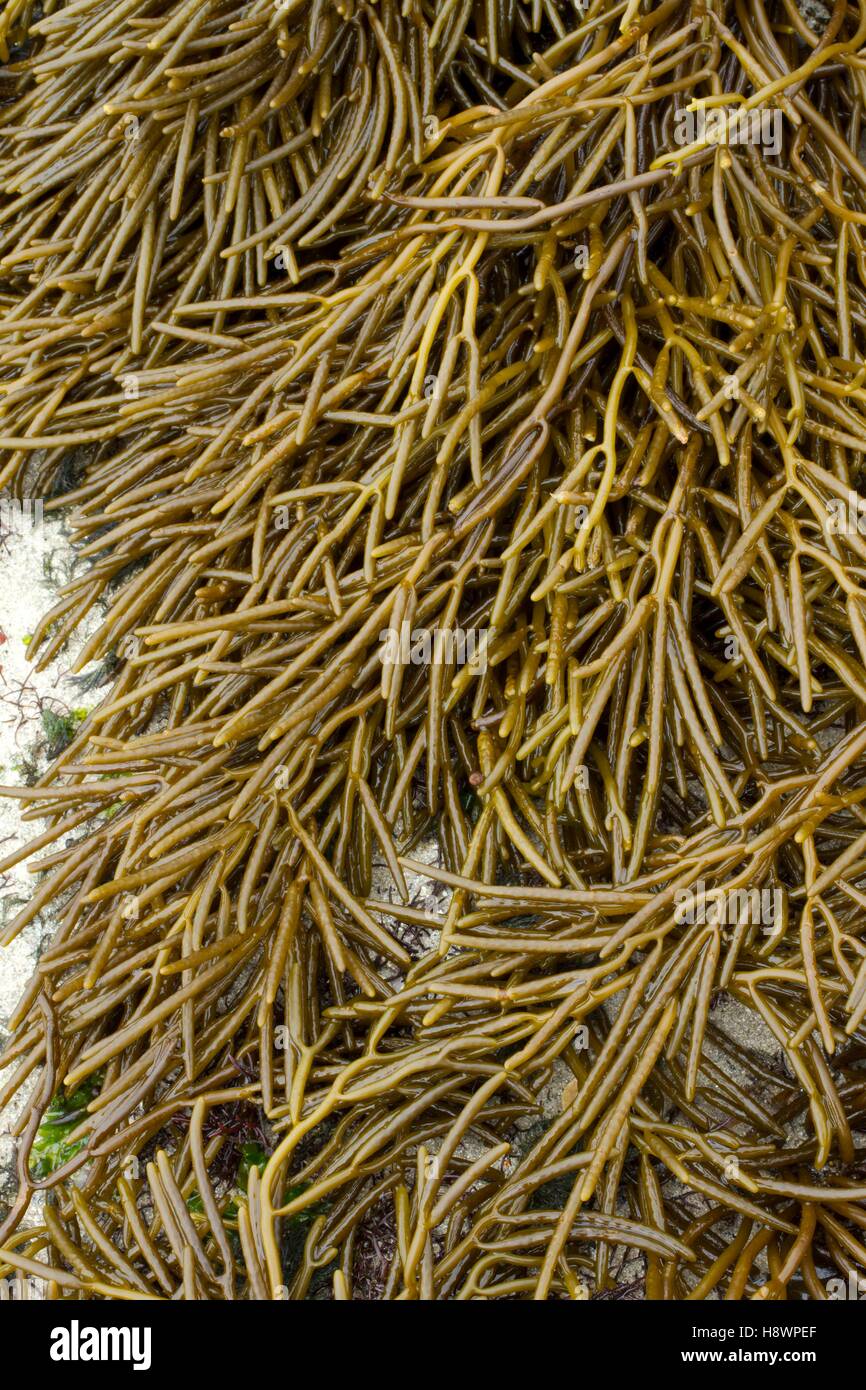 Brown tuning fork weed. Lampaul-Ploudalmézeau, Finistère. France ...