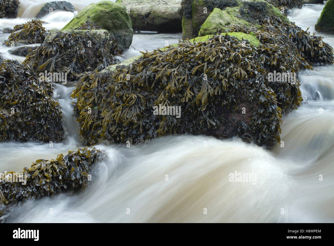 Estuary wrack. Stream meetting the Aber Benoît, Saint-Pabu, Finistère ...