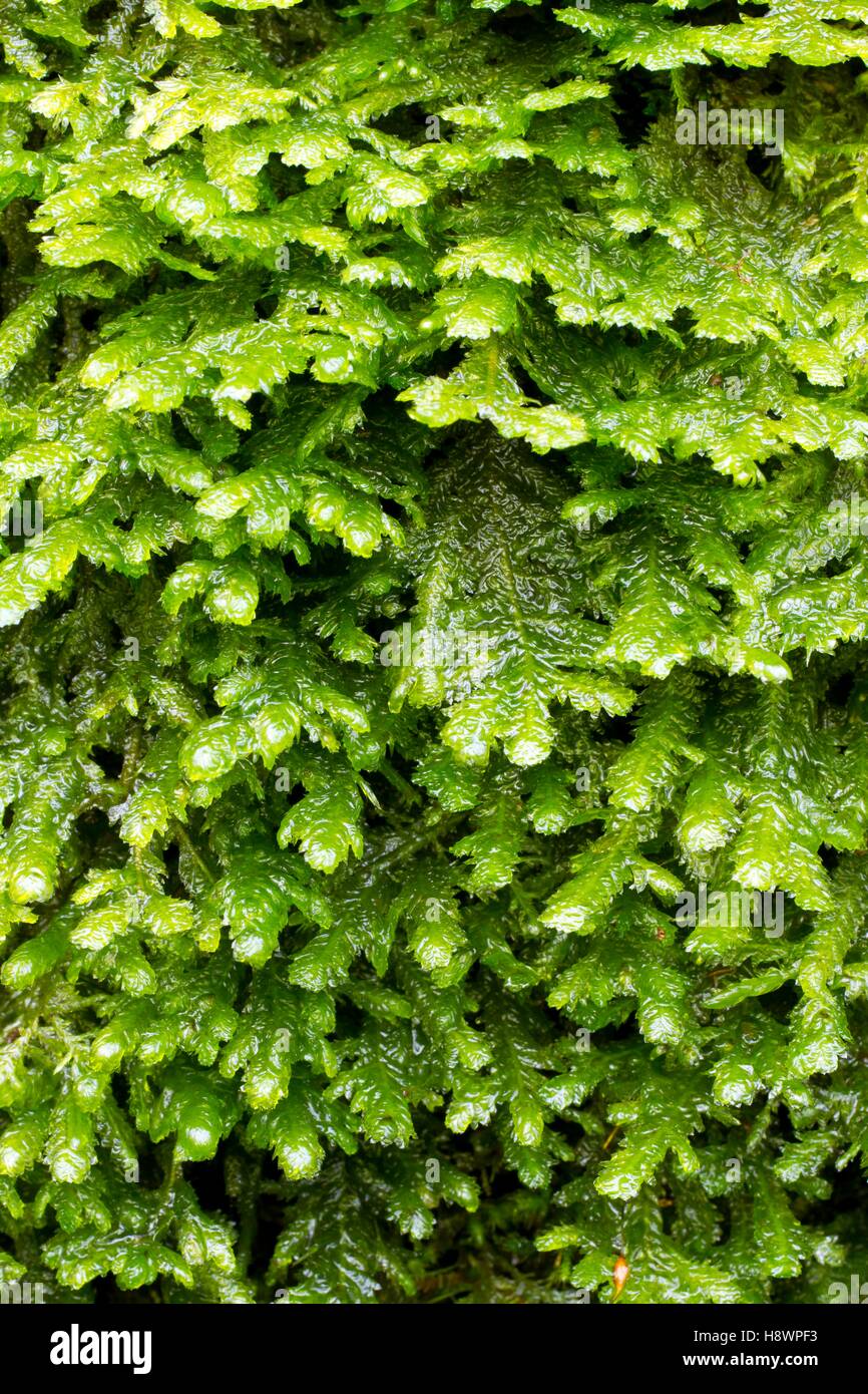 Neckeraceae hi-res stock photography and images - Alamy