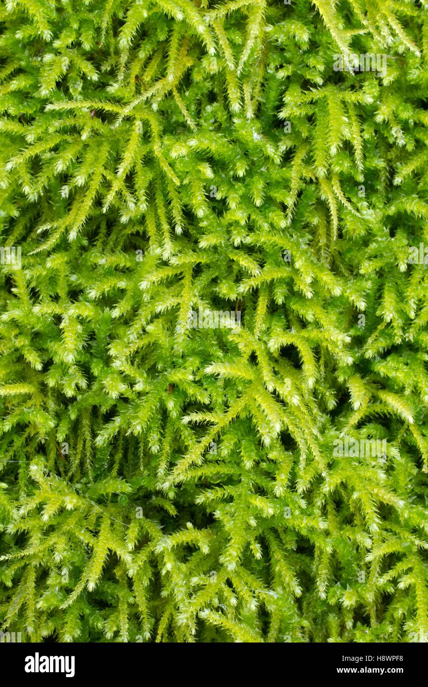Common striated feather-moss - Hanvec, Forêt du Cranou. Finistère ...