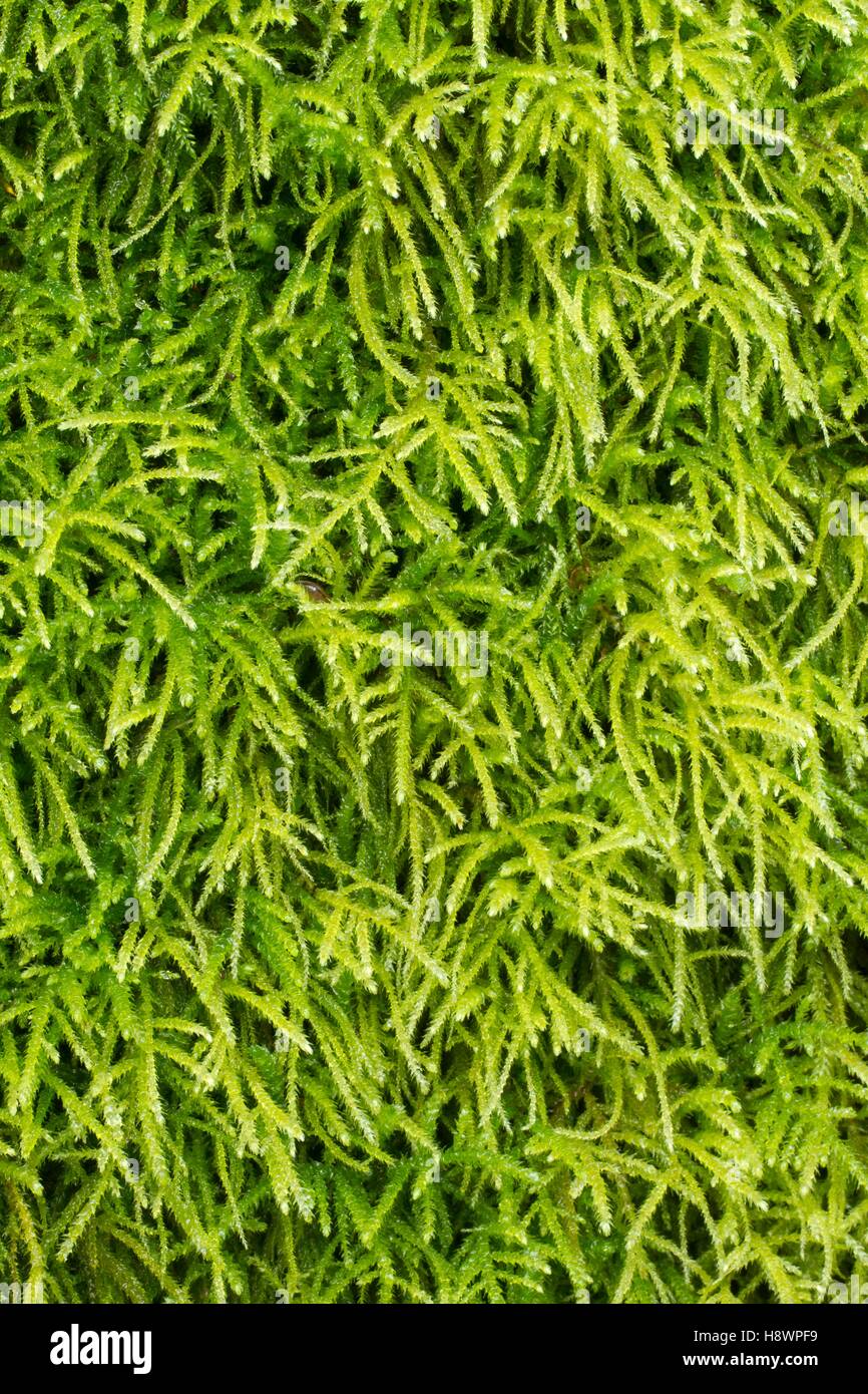 Common striated feather-moss - Hanvec, Forêt du Cranou. Finistère ...