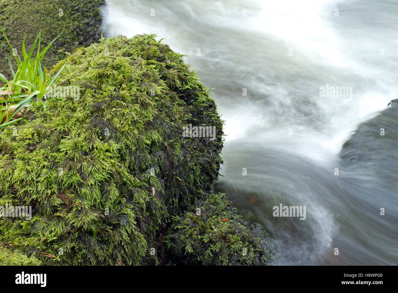 Fox-tail feather-moss. Le Gouffre, Le Huelgoat. Finistère. Bretagne ...