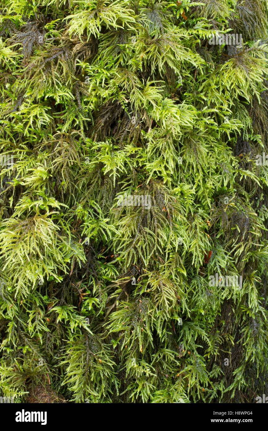 Fox-tail feather-moss. Le Gouffre, Le Huelgoat. Finistère. Bretagne ...