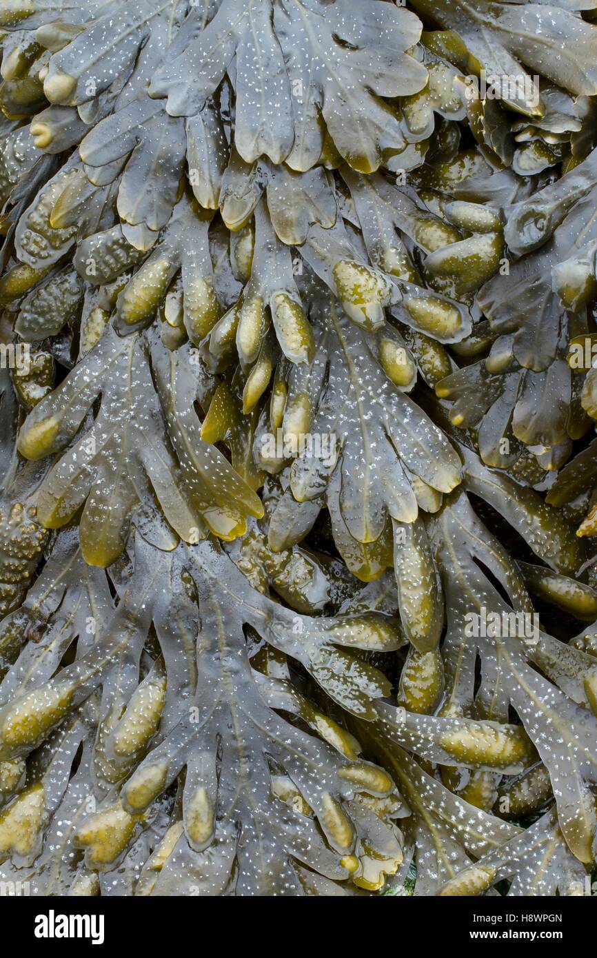 Guiry's wrack. Plougonvelin, Finistère. Bretagne. France - Fucus guiryi ...