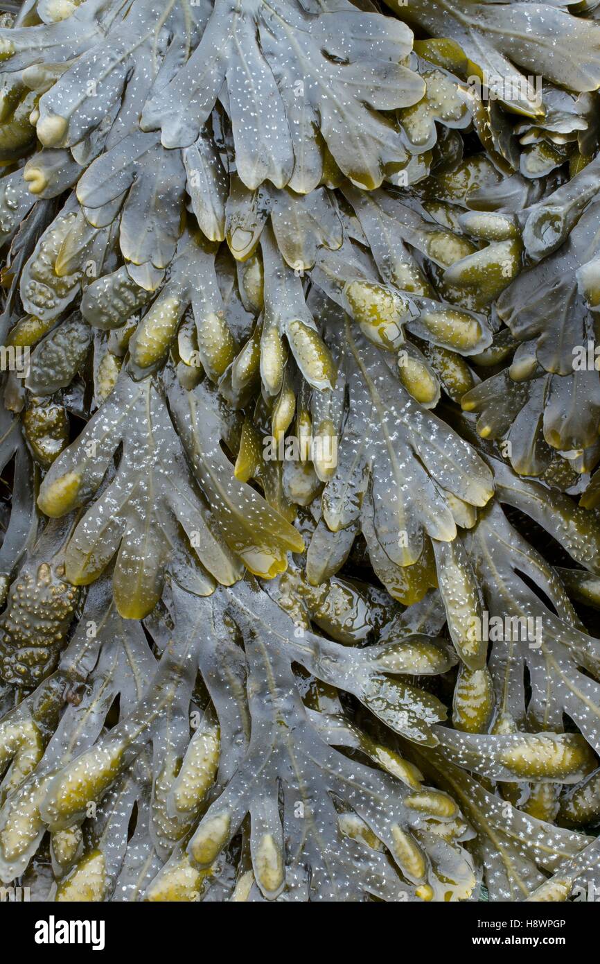 Guiry's wrack. Plougonvelin, Finistère. Bretagne. France - Fucus guiryi ...