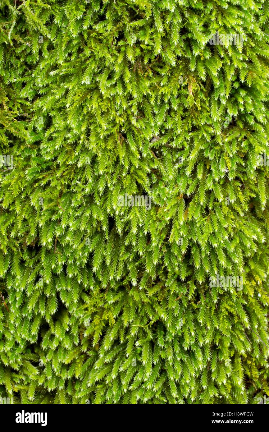 Leucodon Sciuroides High Resolution Stock Photography and Images - Alamy