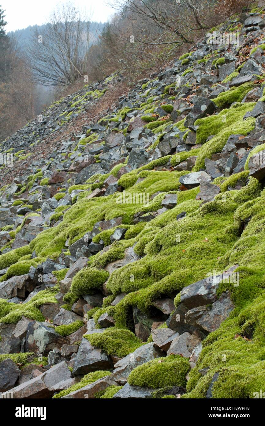 Woolly fringemoss on rocks - Racomitrium lanuginosum Stock Photo - Alamy