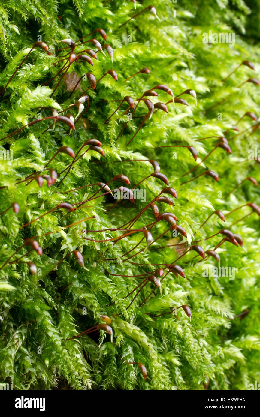Rough-stalked Feather-moss - Brachythecium rutabulum Stock Photo - Alamy