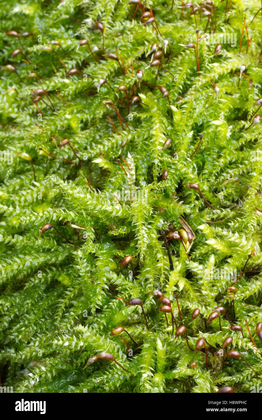 Rough-stalked Feather-moss - Brachythecium rutabulum Stock Photo - Alamy