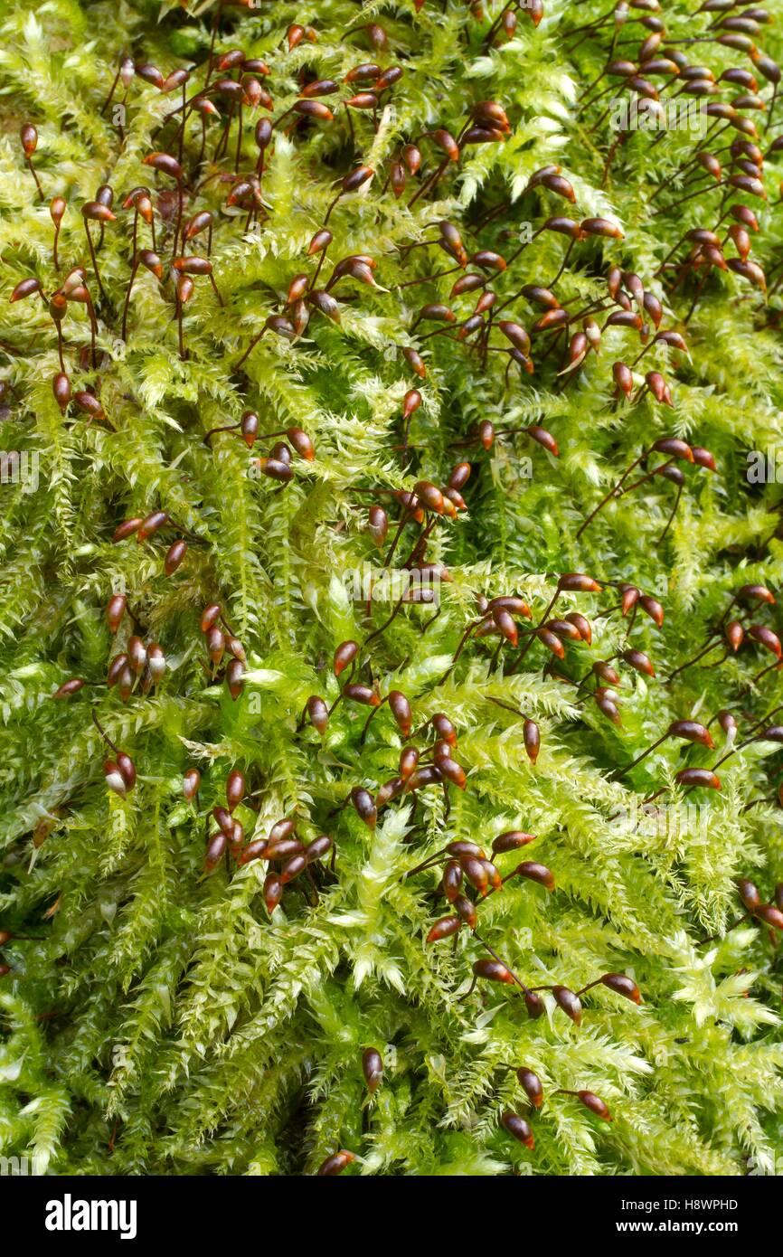 Rough-stalked Feather-moss - Brachythecium rutabulum Stock Photo - Alamy