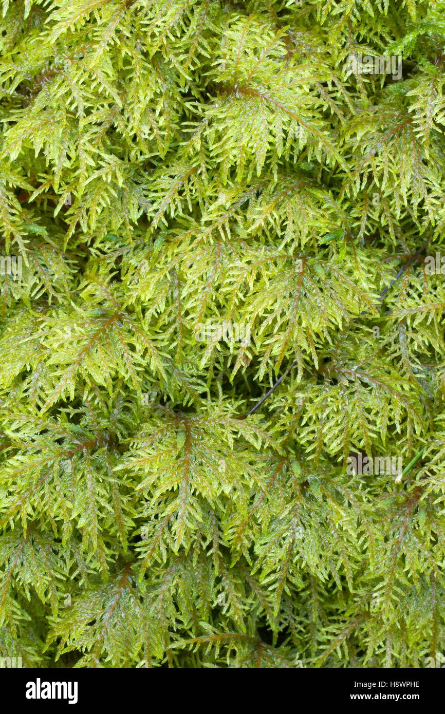 Glittering wood moss hylocomium splendens hi-res stock photography and ...