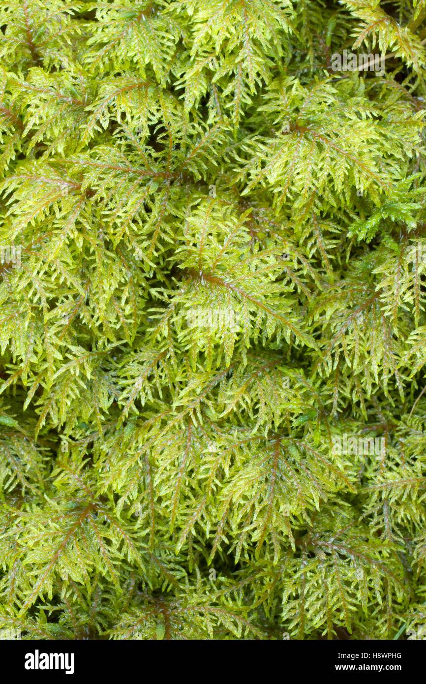 Glittering wood-moss - Hylocomium splendens - Hylocomiaceae Stock Photo ...